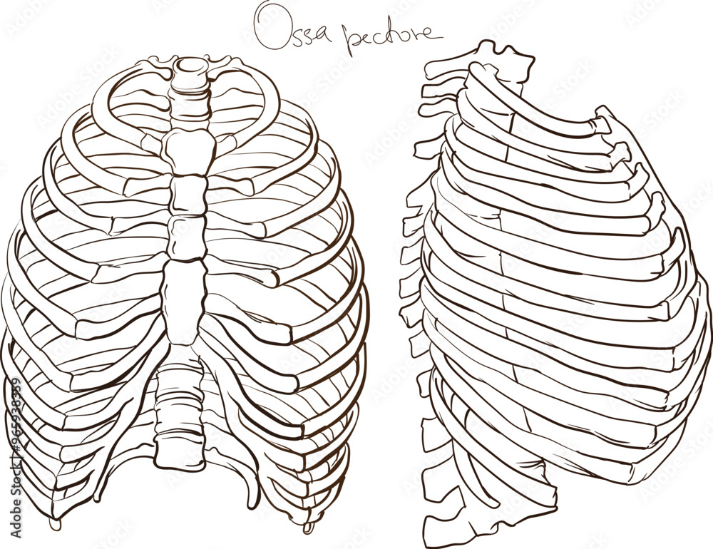 Anatomy of human body, hand drawn bones of chest Stock Vector | Adobe Stock