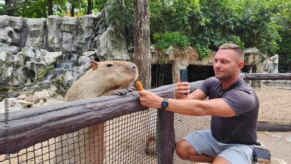Feeding a capybara at the zoo. Capybara and carrot. Bangkok Zoo Stock ...
