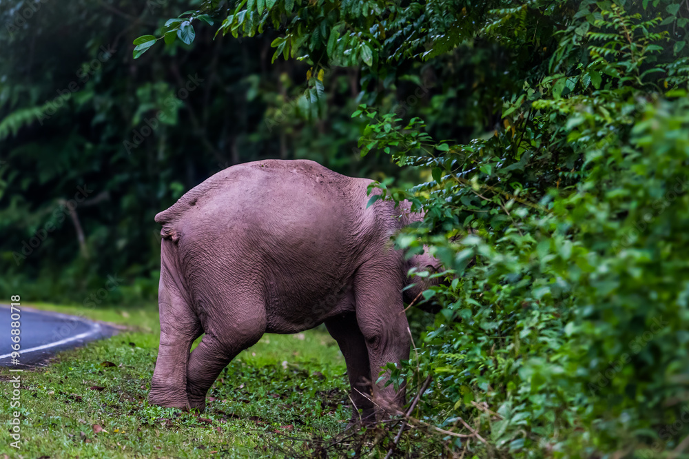 Its body is gray, its snout is called the trunk. The trunk of the Asian ...