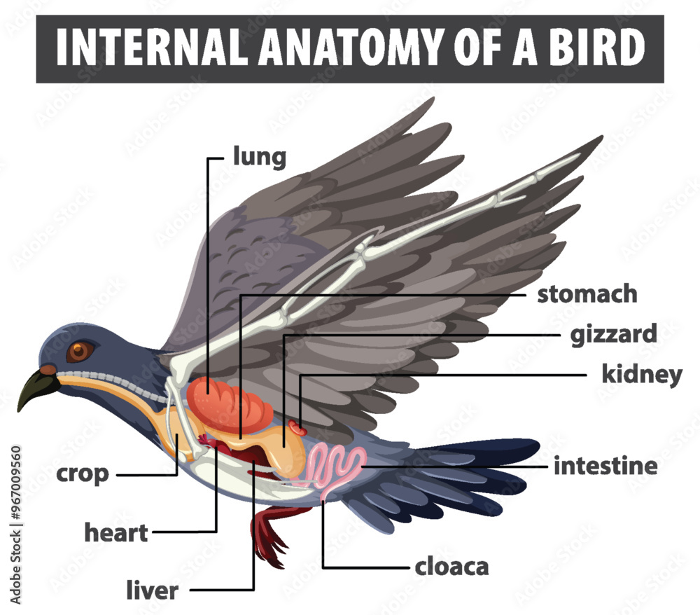 Internal Anatomy of a Bird Stock Vector | Adobe Stock