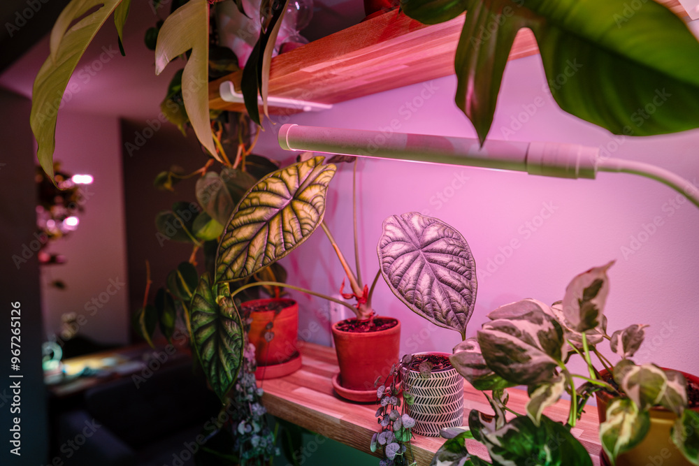 Indoor plants under phytolamps on wooden shelf at home, making up for ...