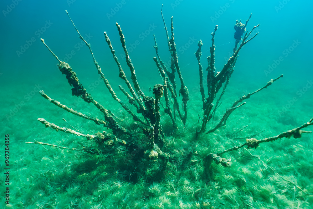 Underwater photo of a dead tree at the bottom of the Rummu quarry ...