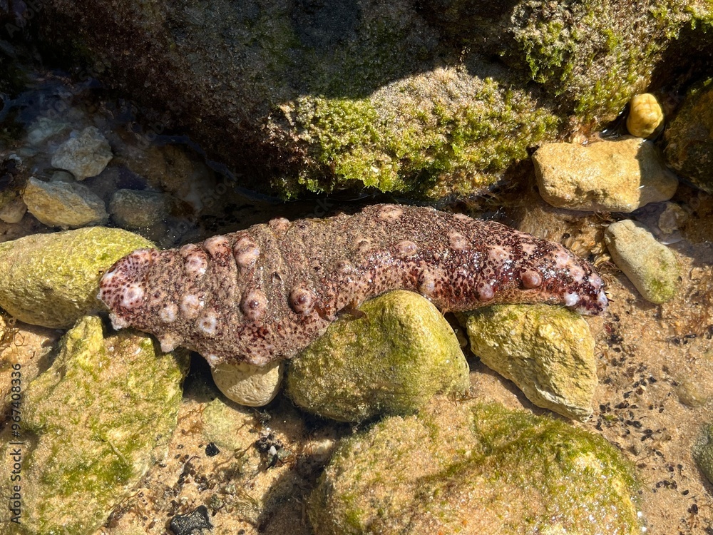 Sea cucumber, Holothuroidea, also called sea cucumbers or holothurians, are a class in the ...