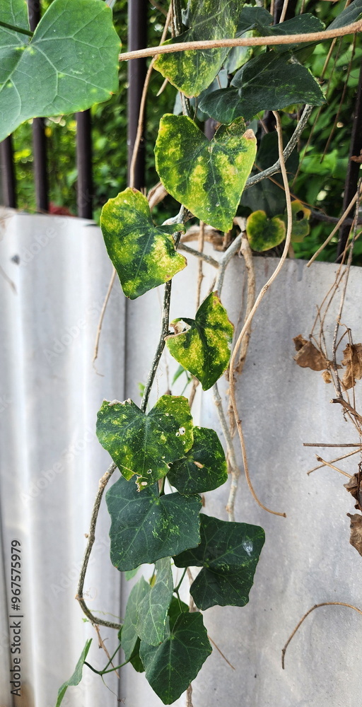 Ivy gourd plants grow along the fence. Ivy gourd leaves have white ...