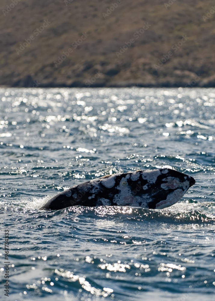 Closeup Whale Swimming At Ocean showing muzzle. Endangered wildlife ...