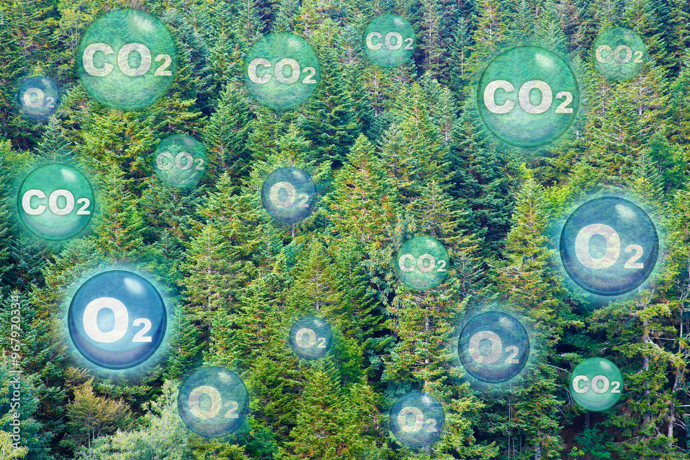 Fir tree crowns with oxygen O2 and carbon dioxide CO2 molecules ...