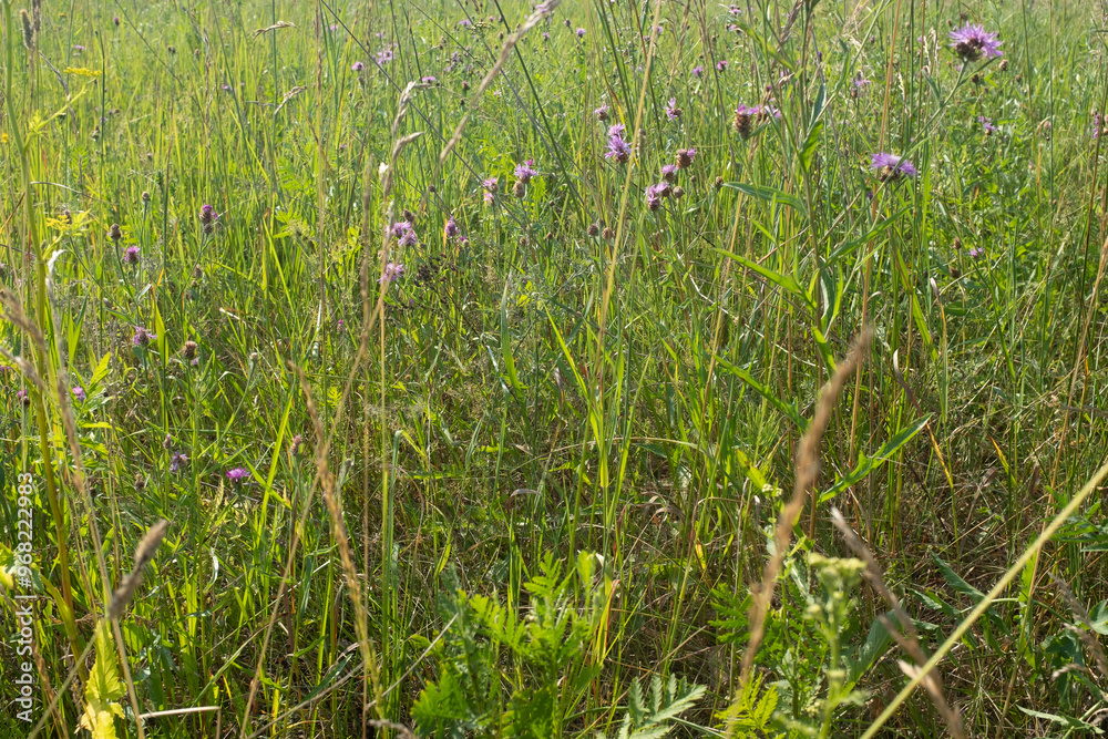Summer meadow background, selective focus. Multicolor grass field for ...