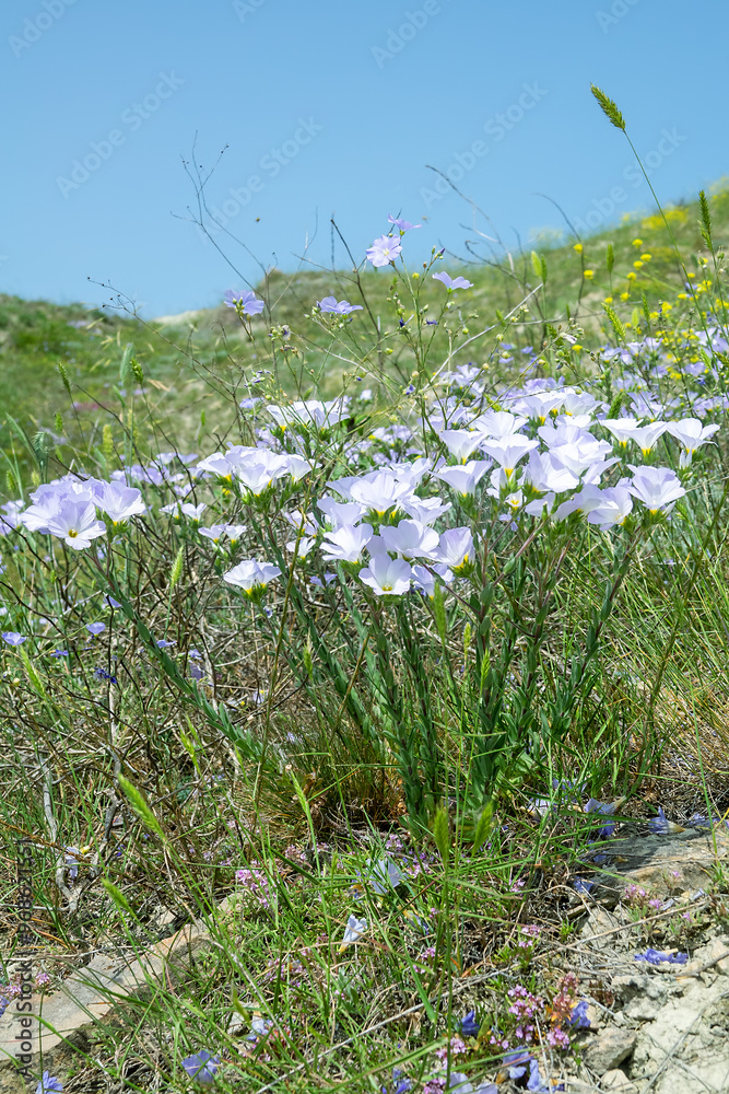 Jew's mallow (Malva erecta) on the dry slopes of the North Black Sea ...