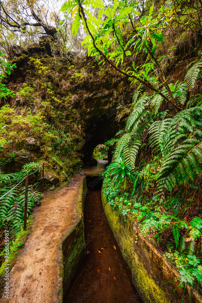 Magical misty green forest with waterfalls in Levada do Norte, Madeira ...