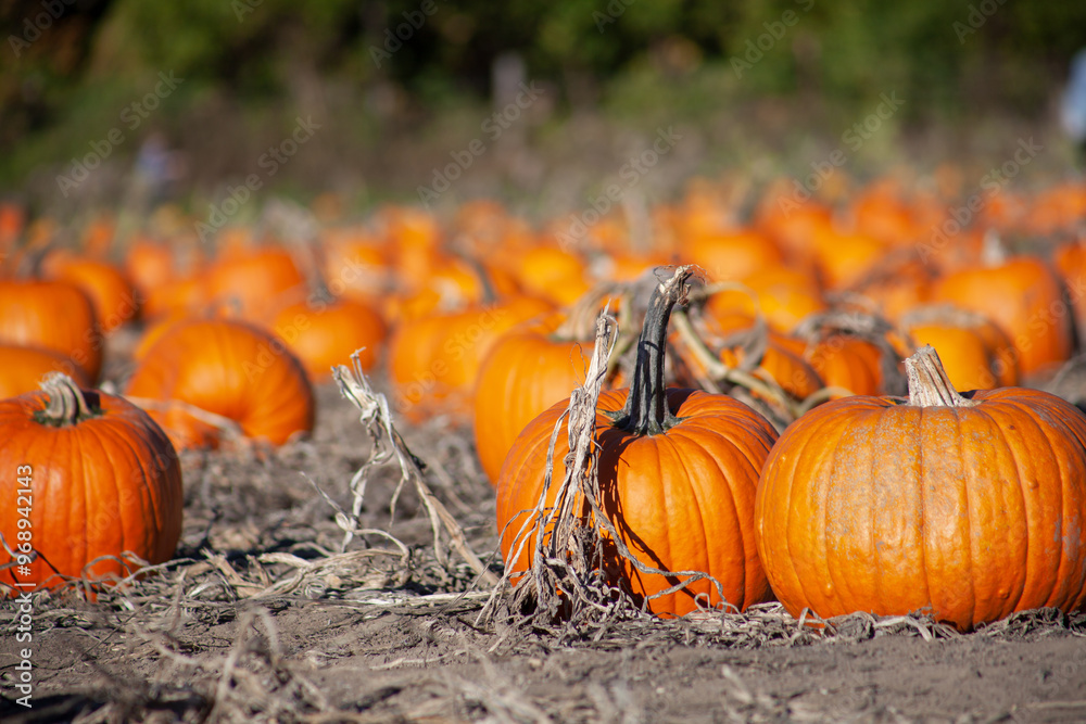 Many pumpkins at pumpkin patch u-pick farm where people of all ages and ...
