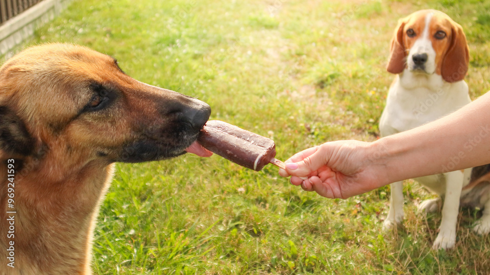Dog food competition. Beagle and German Shepherd take turns eating ice ...