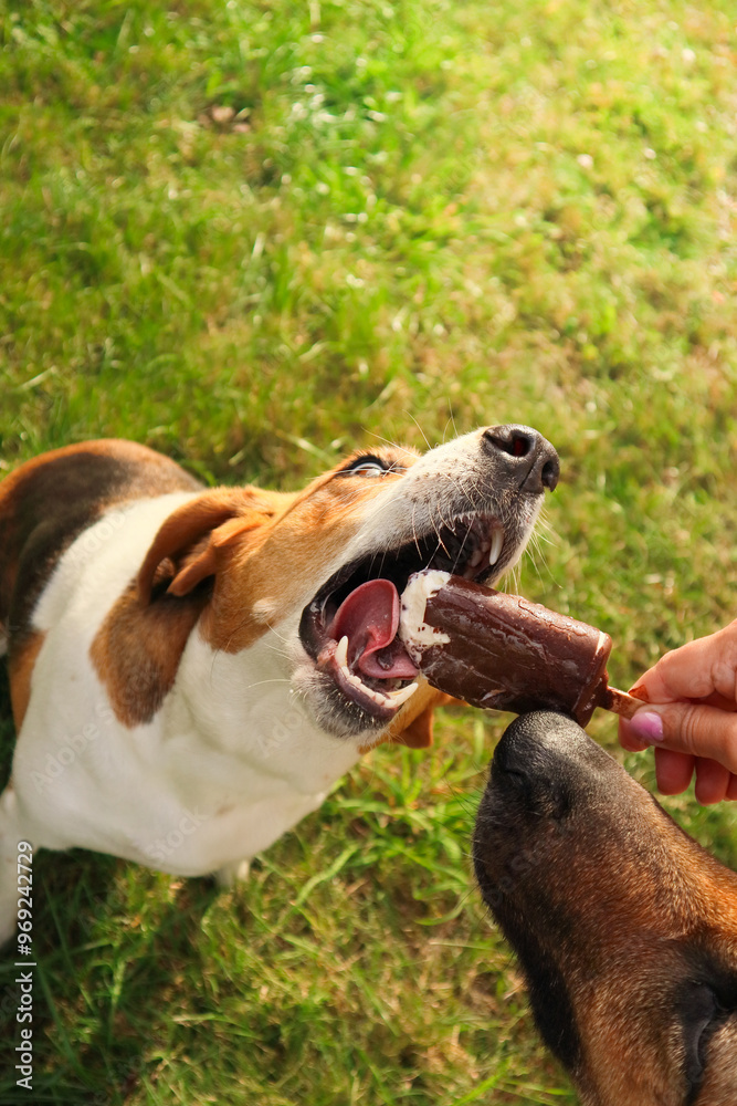 Dog food competition. Beagle and German Shepherd take turns eating ice ...