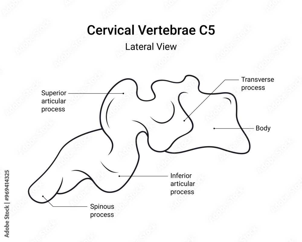 Anatomy of Cervical Vertebrae C5 Lateral View in Line Style Stock ...