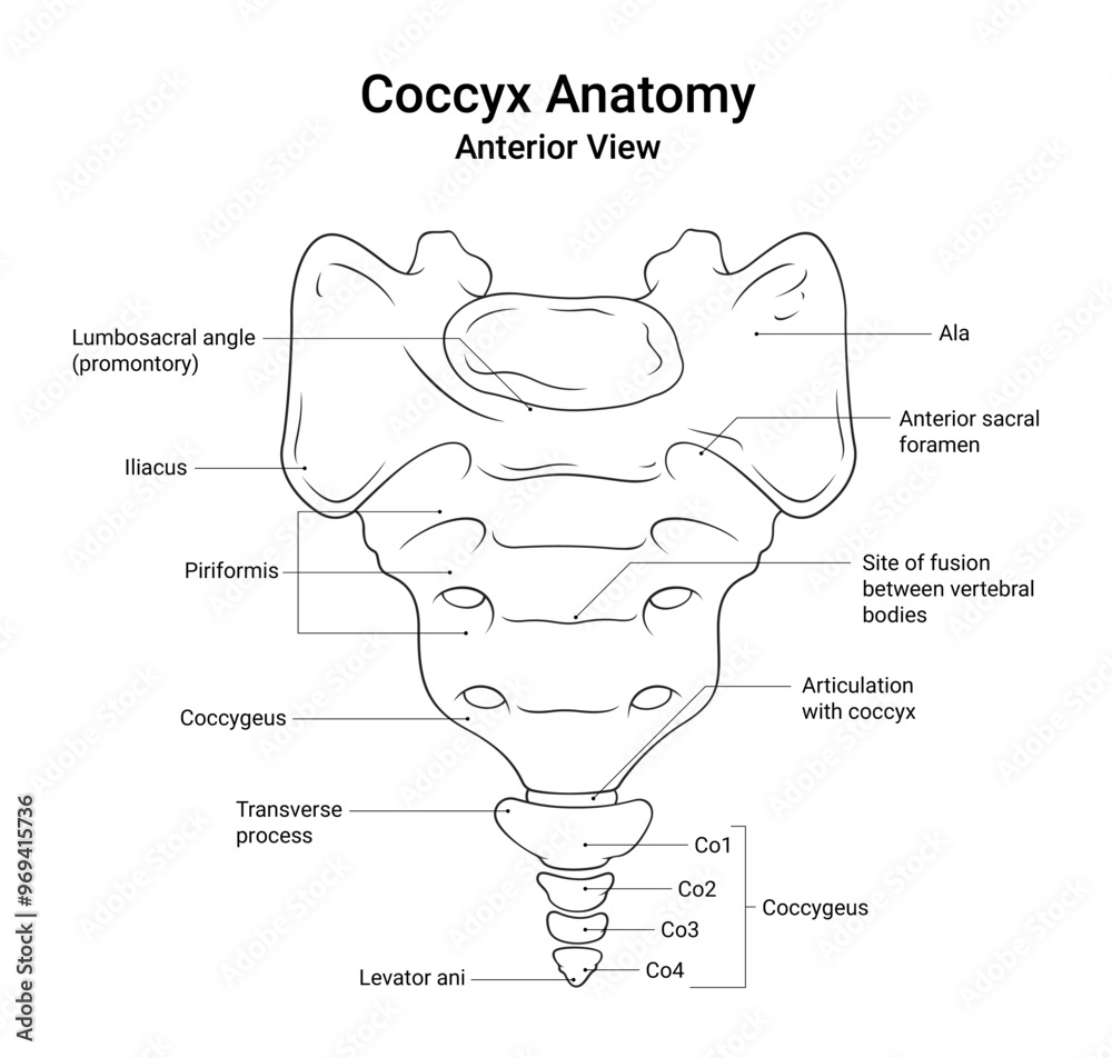 Anatomy of Coccyx Anterior View in Line Style Stock Vector | Adobe Stock