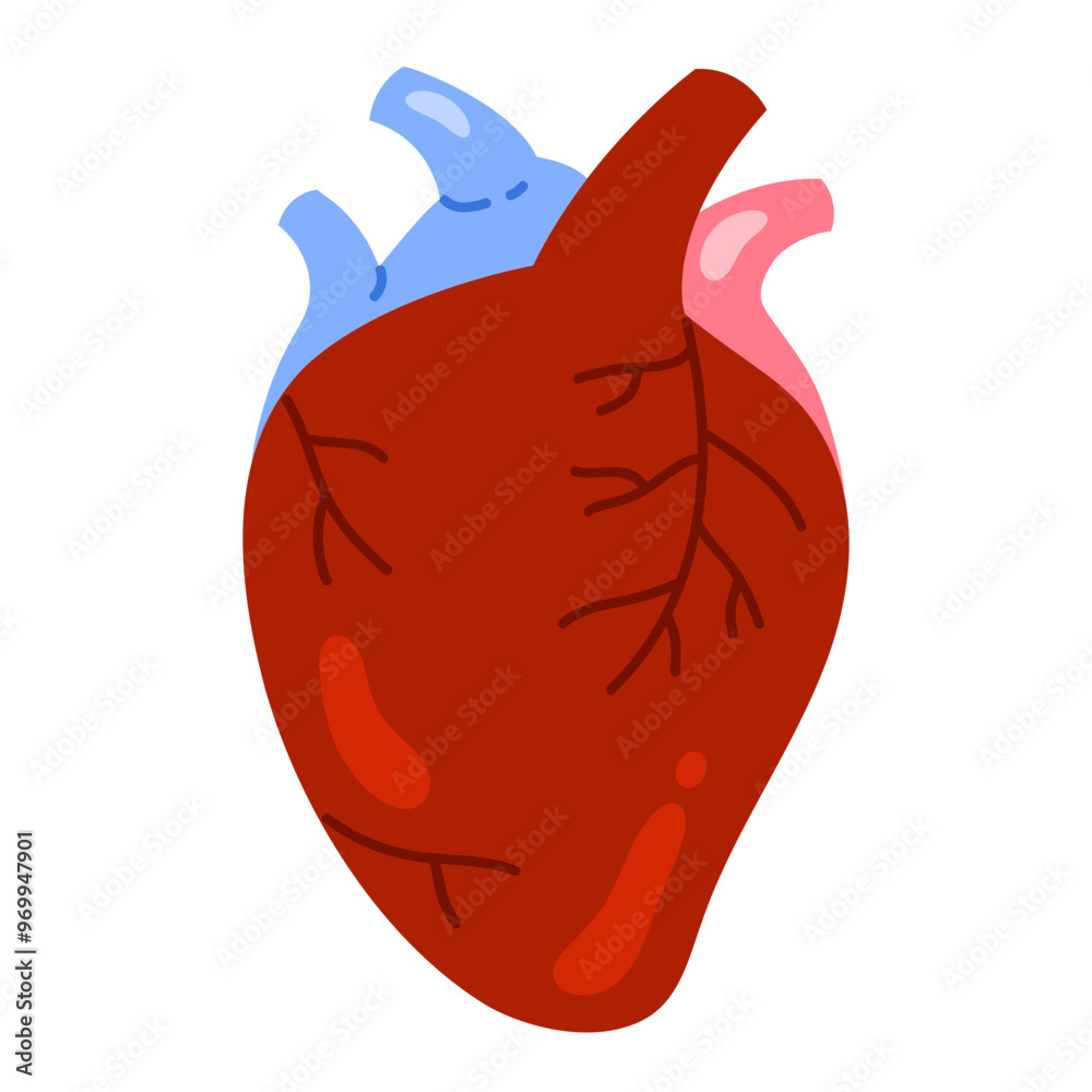 Human heart with the venous system. Internal organ of circulatory ...