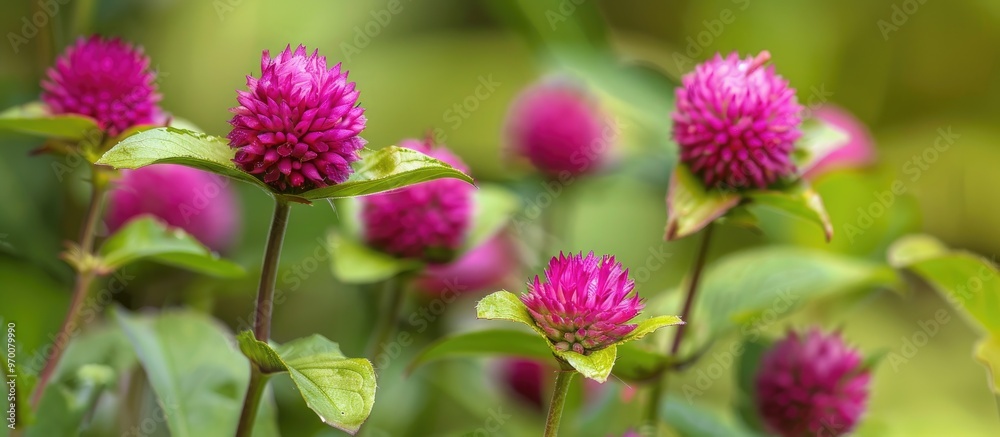 Gomphrena Globosa Also Called Globe Amaranth Bunga Kenop Flower In ...