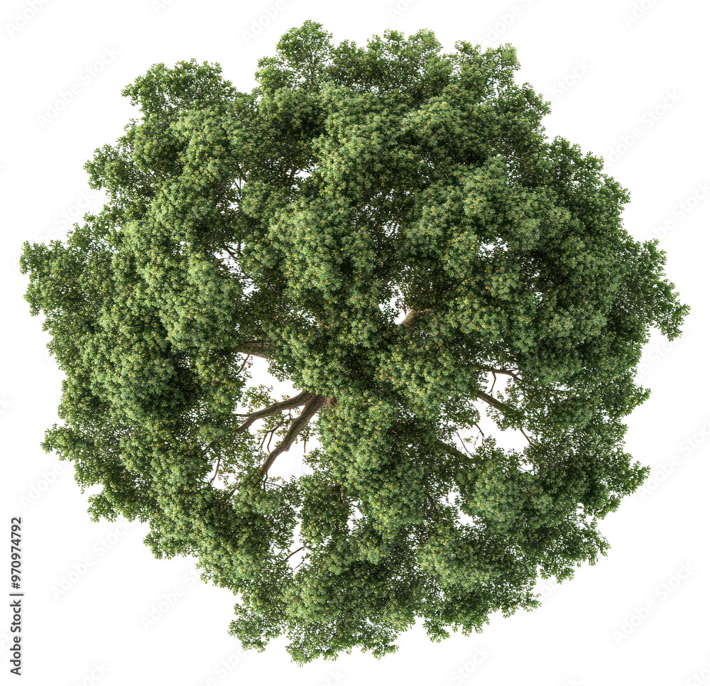 PNG Lush green tree top view Stock Photo | Adobe Stock