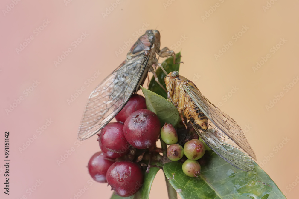 Two evening cicadas are resting on a bunch of wild plant fruits. This ...