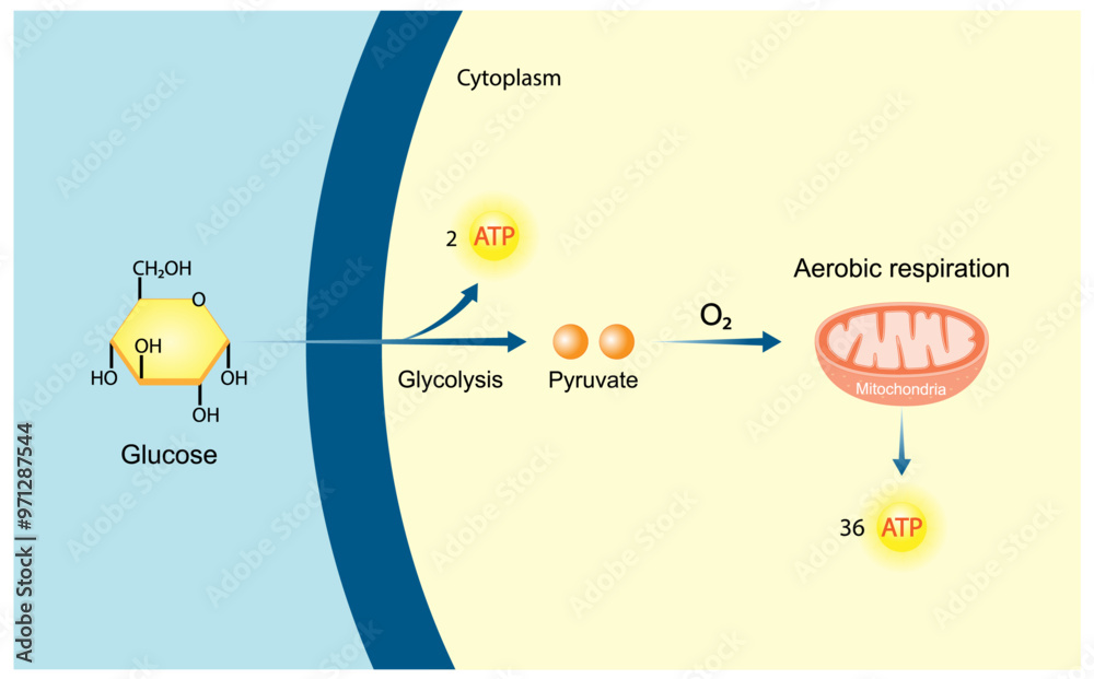Aerobic cellular Respiration. Glycolysis. Mitochondria, energy ...
