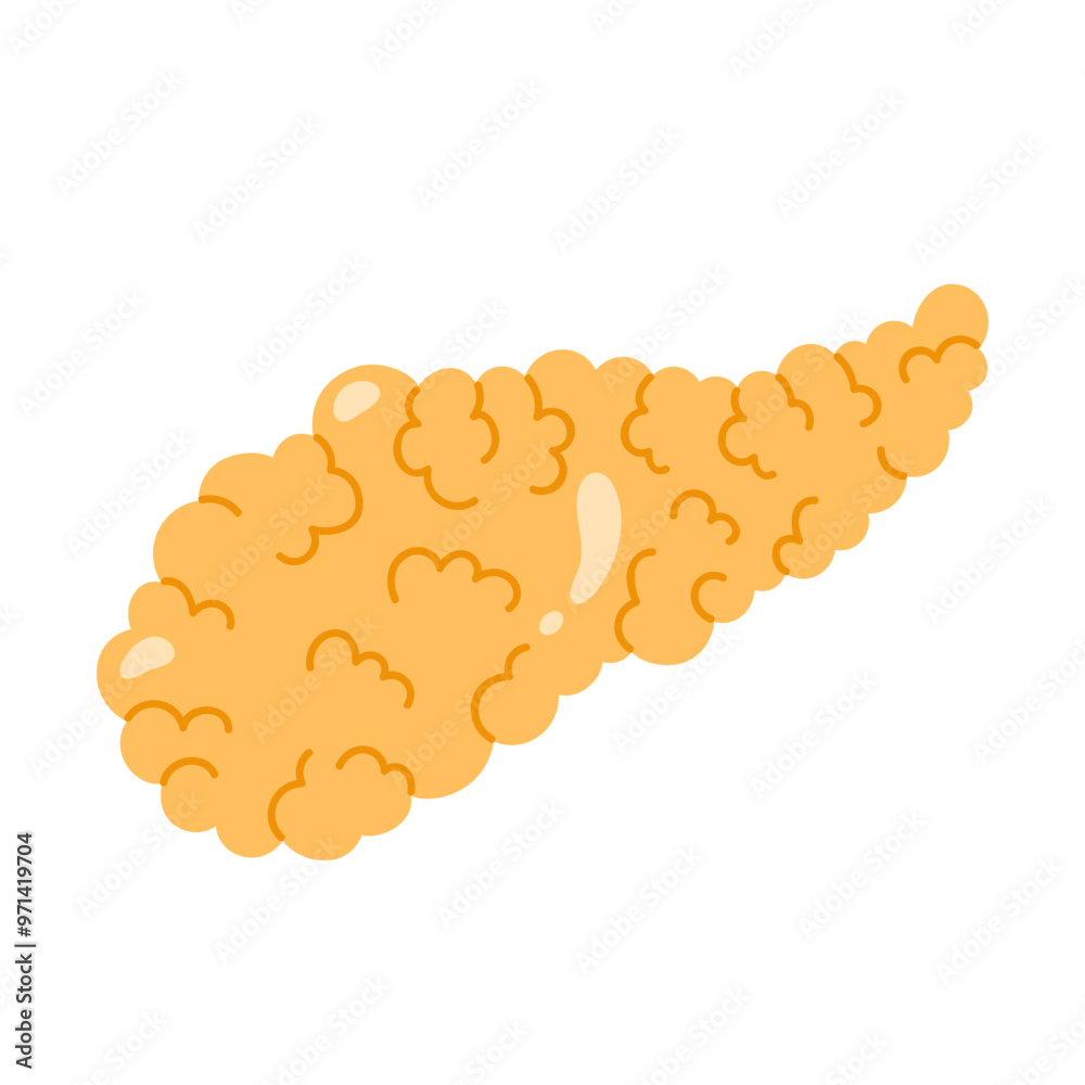 Human healthy pancreas. Internal organ of digestive and endocrine ...