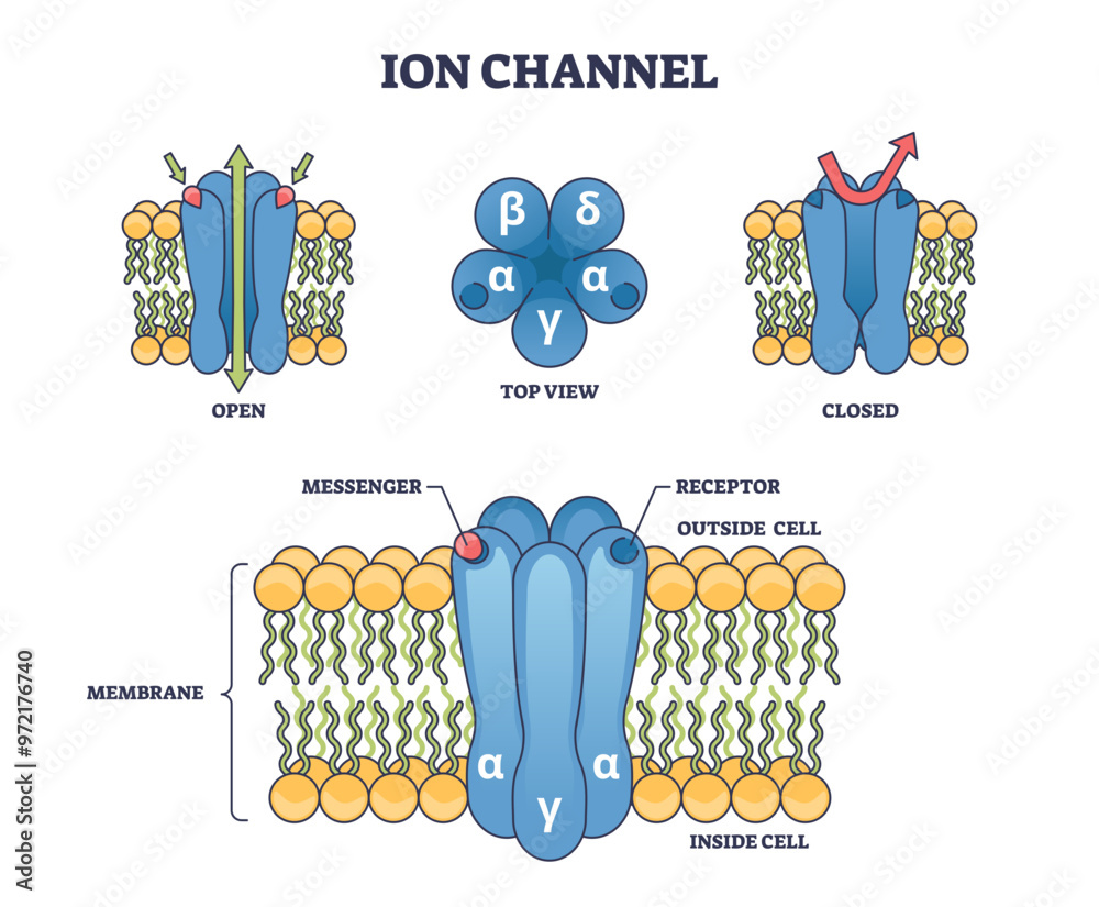 Ion channels as membrane proteins with pore structure outline diagram, transparent background ...