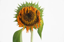 Photograph Of Wilted Sunflower Free Stock Photo - Public Domain Pictures