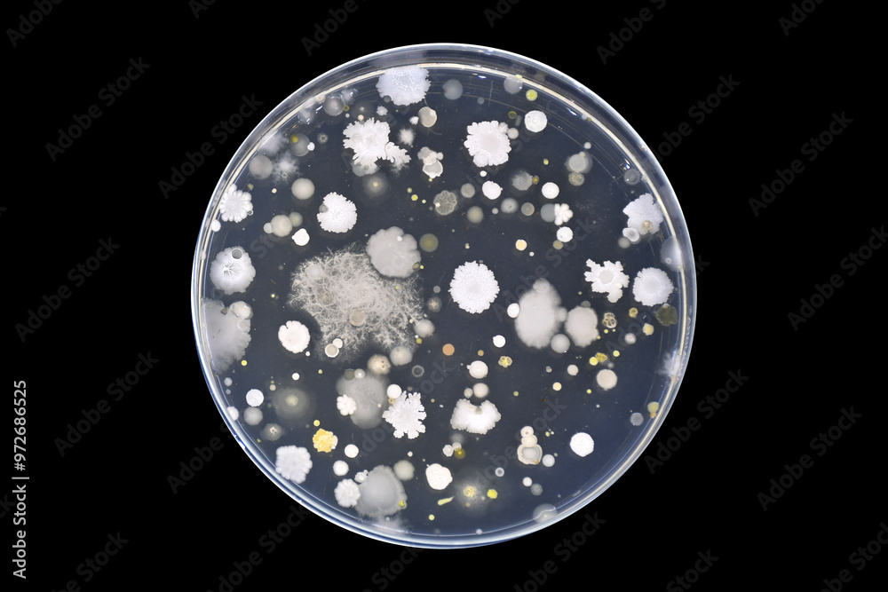 Exposure plate technique. Micrograms in air. Air quality determination ...