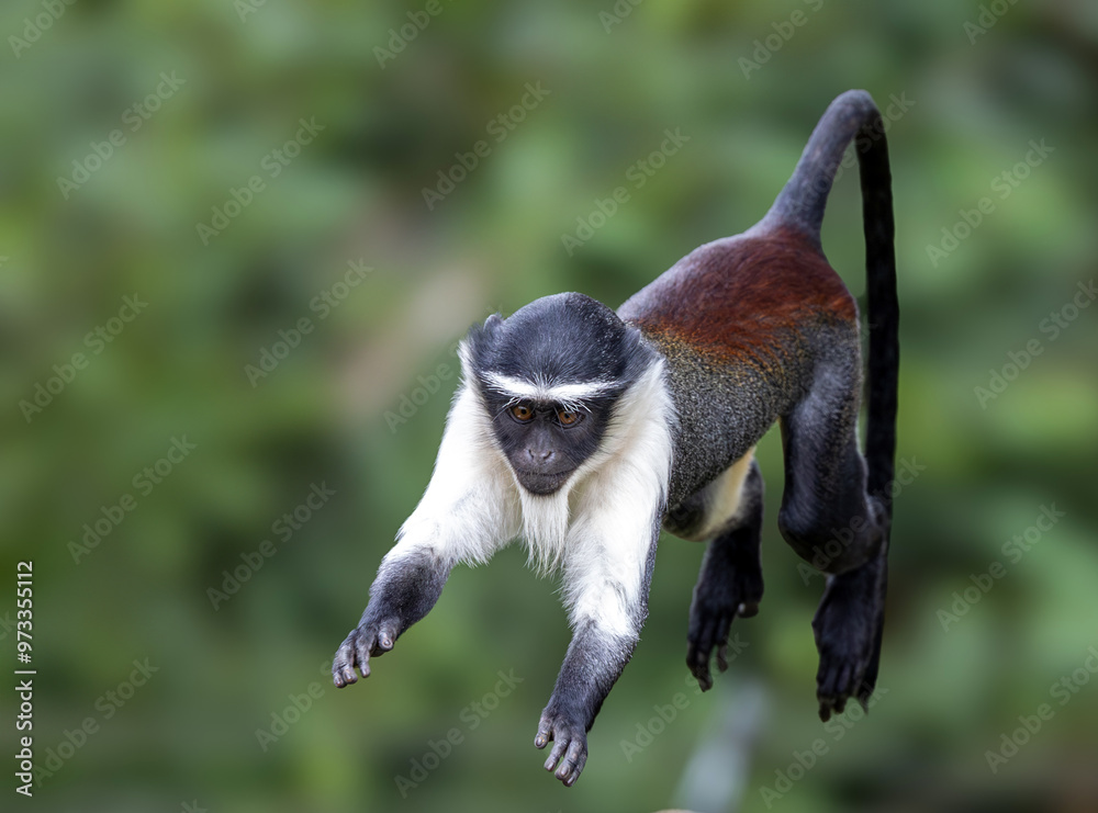The Roloway Monkey, a rare and beautiful species endemic to the forests ...