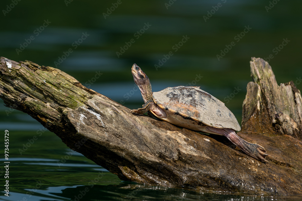Side profile portrait of an Indian tent turtle(pangshura tentoria ...
