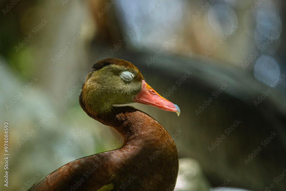 pato salvaje , tambien conocido como "pijij" nativa de las selvas de ...