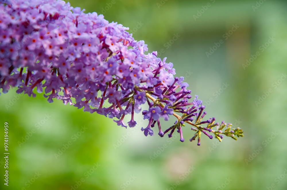 Buddleja flower purple color outdoor. Flowering purple Buddleia or ...