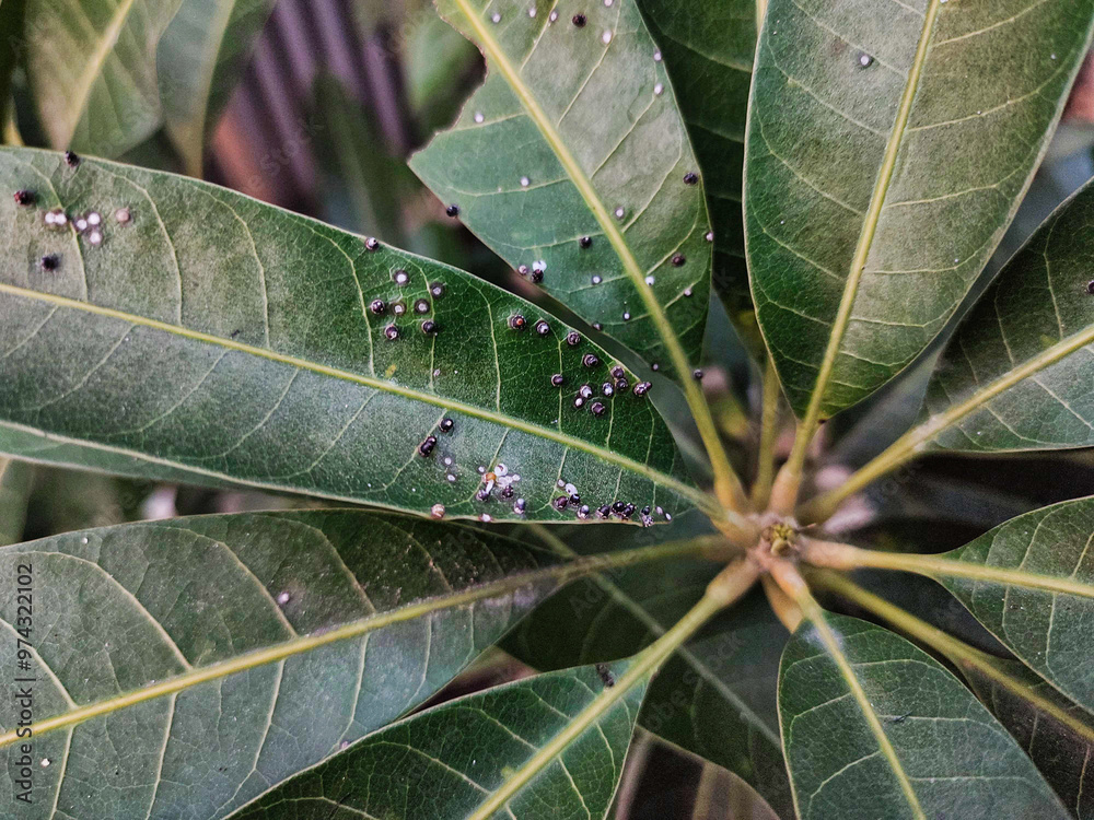 Mango tree disease caused by the boil fly Procontarinia matteiana, this ...