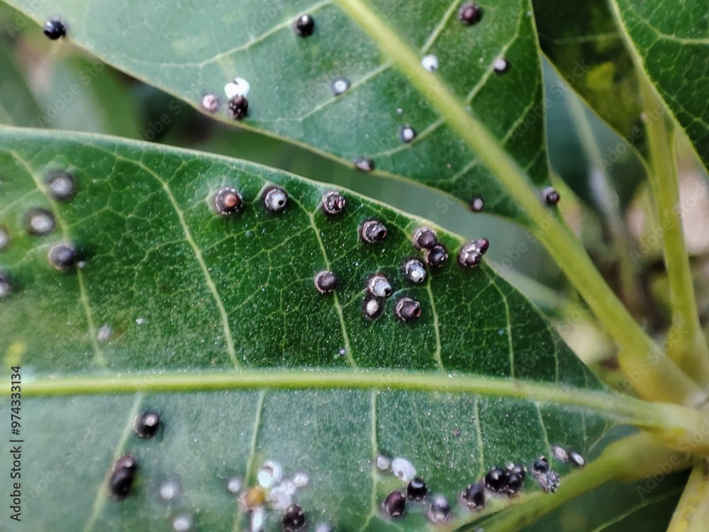 Mango tree disease caused by the boil fly Procontarinia matteiana, this ...