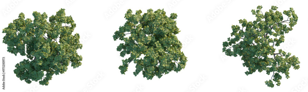 Ficus carica tree plan top view png cutout isolate transparent ...