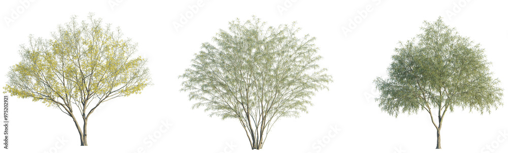 Parkinsonia aculeata tree 4k png cutout isolate Stock Illustration ...