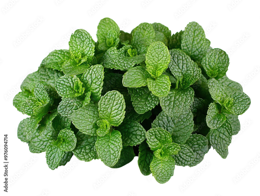 Fresh green mint leaves isolated on white background. PNG transparent ...