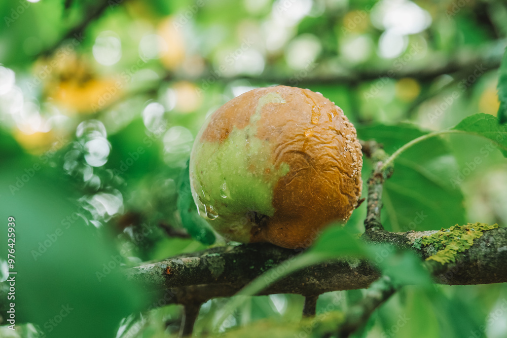 Apple tree diseases. rotten apple from a branch.Garden and Plant Health ...