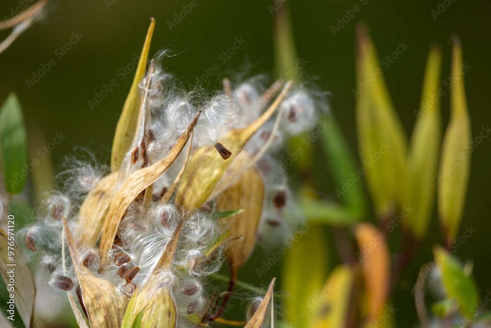 Defocused macro abstract of mature seed pods on a swamp milkweed plant ...