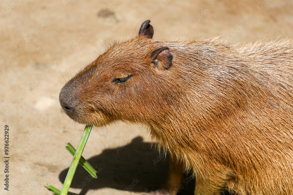 animal, animals, animals in habitat, baby, background, biodiversity ...