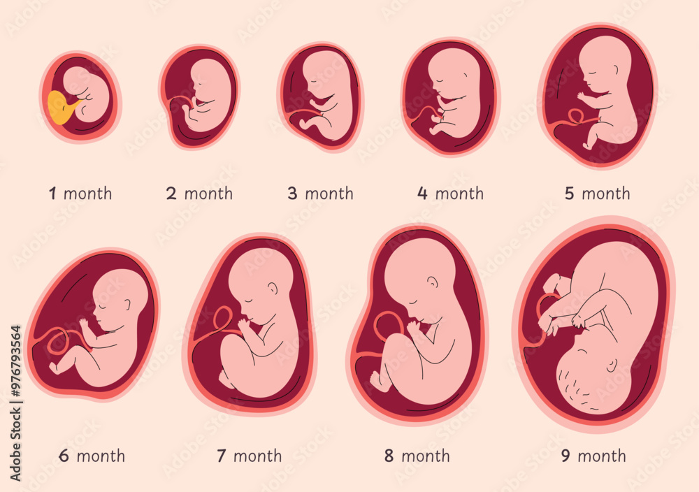 Stages of human embryo development. Stages of pregnancy. Birth of a ...