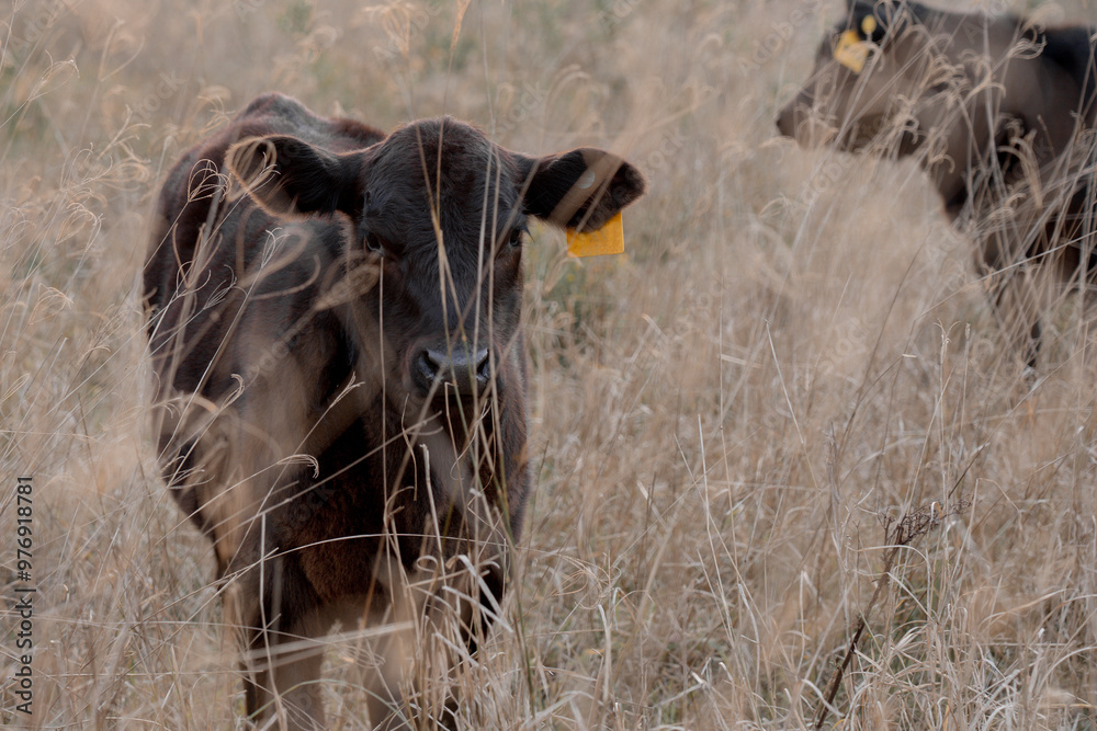 Curious calves in a field at sunset. Dry long grass. Australian Cattle ...