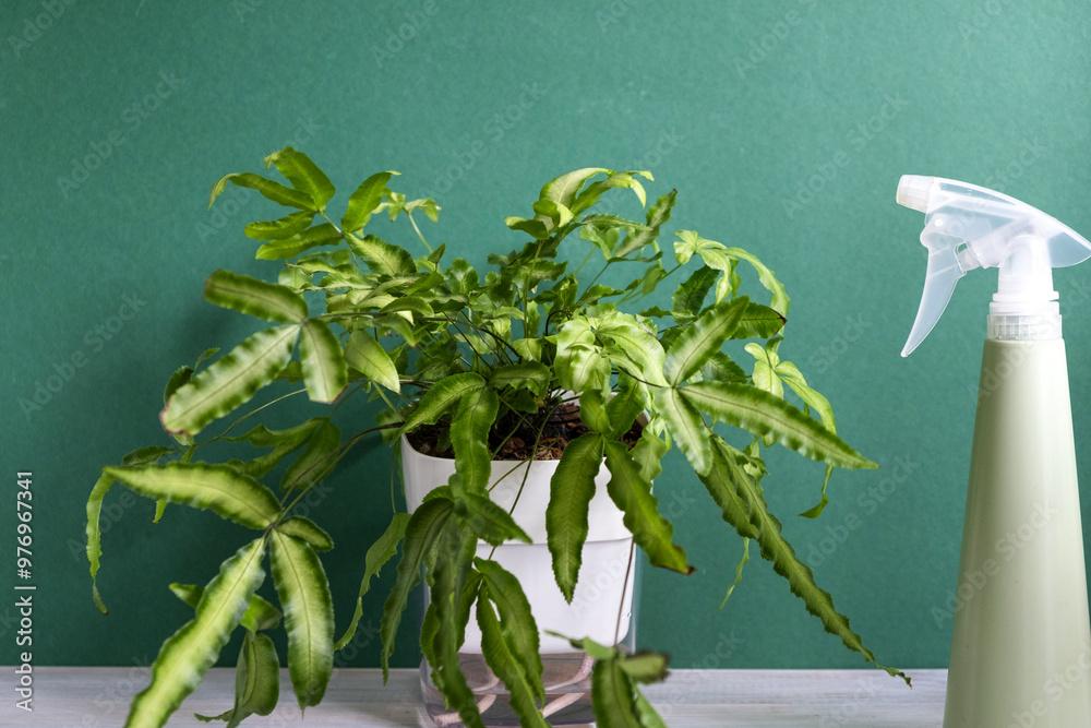 Pteris fern in pot on dark green background and light green spray ...