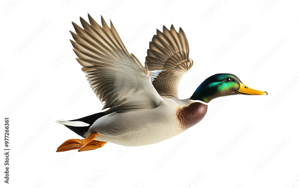 Duck fly full body on white background,png Stock Photo | Adobe Stock
