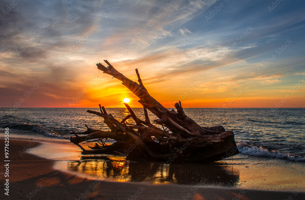 Ocean Tree Timber on the beach, Wood branch on beach, Dead tree trunk ...