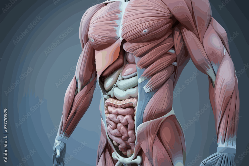 Anatomy of the Transversus Abdominis Muscle: Location, Function, and ...