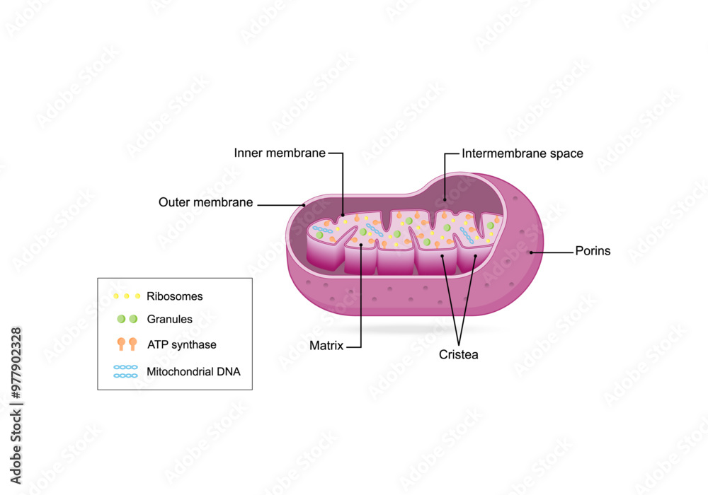mitochondrion structure. Anatomy of mitochondrion. ATP synthase, Cristae, Ribosomes ...