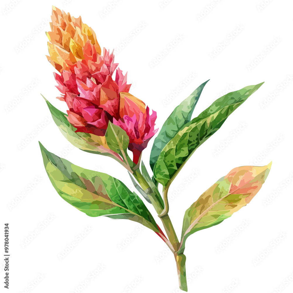 Watercolor painting of Celosia plant, isolated on a white background ...