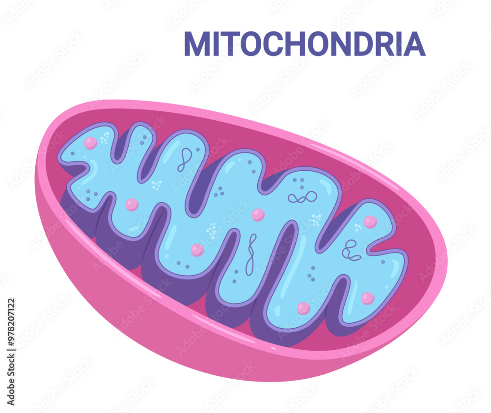 Vector diagram of Mitochondria. Cross-section view. Medical ...