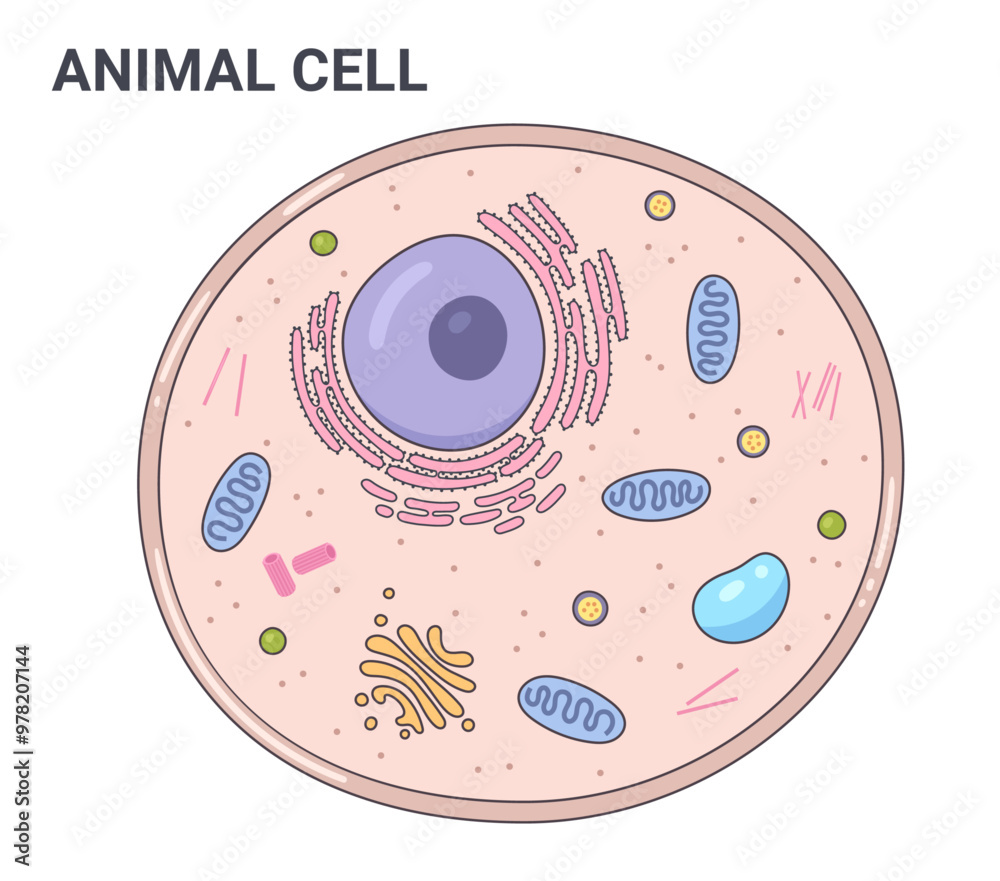 Vector illustration of the Animal cell anatomy structure. Educational ...