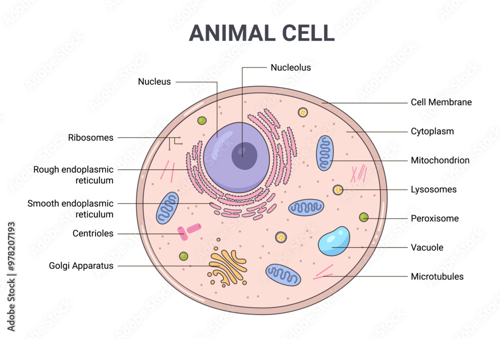 Vector illustration of the Animal cell anatomy structure. Educational ...